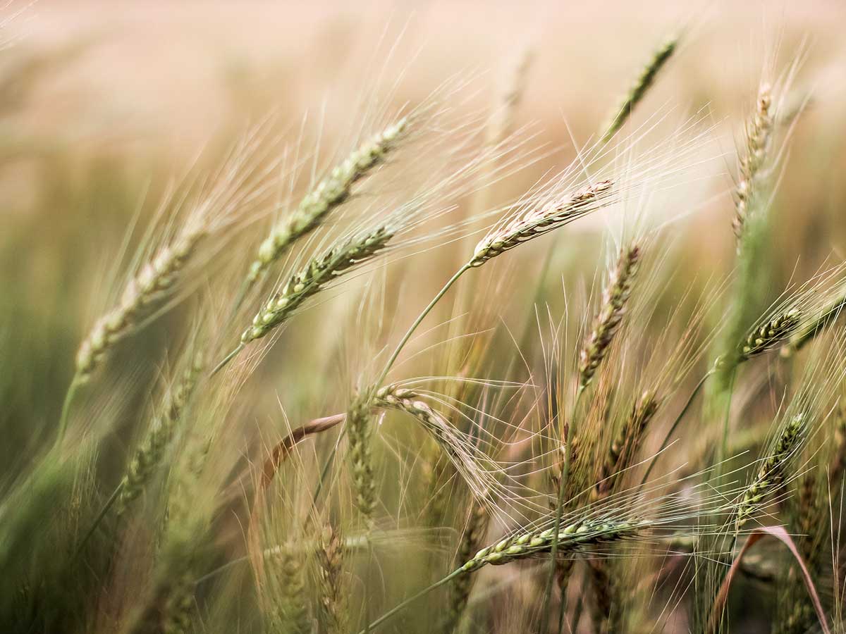 Malz bestellen beim Großhandel August Töpfer & Co. | ATCO