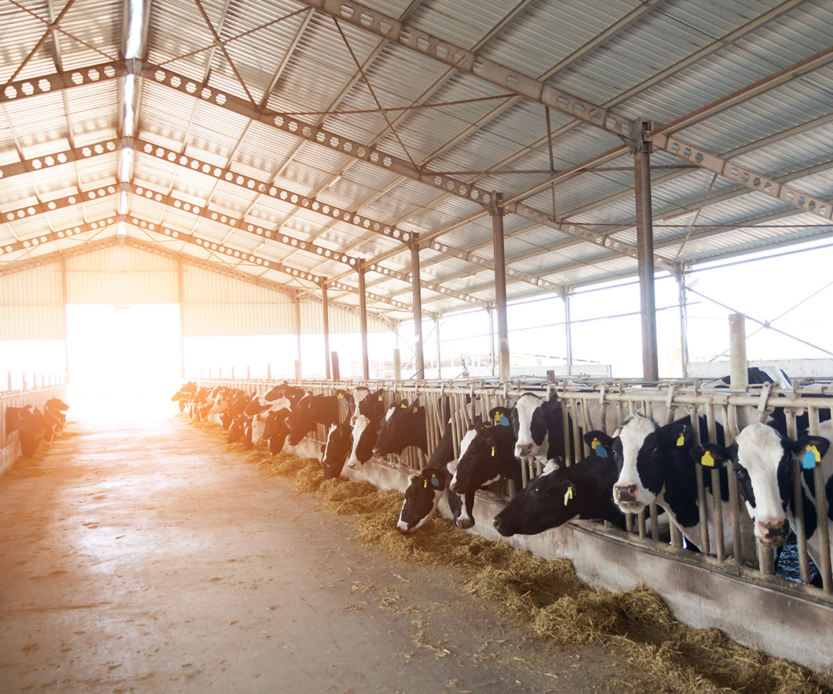 Melasse: Was ist das und wie entsteht sie? | ATCO