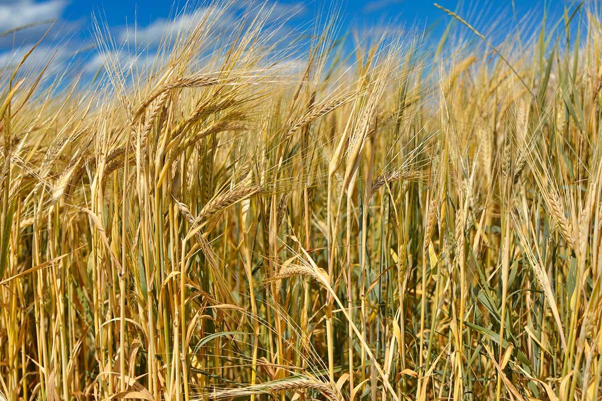 Wholesale rye malt powder in the best quality | ATCO